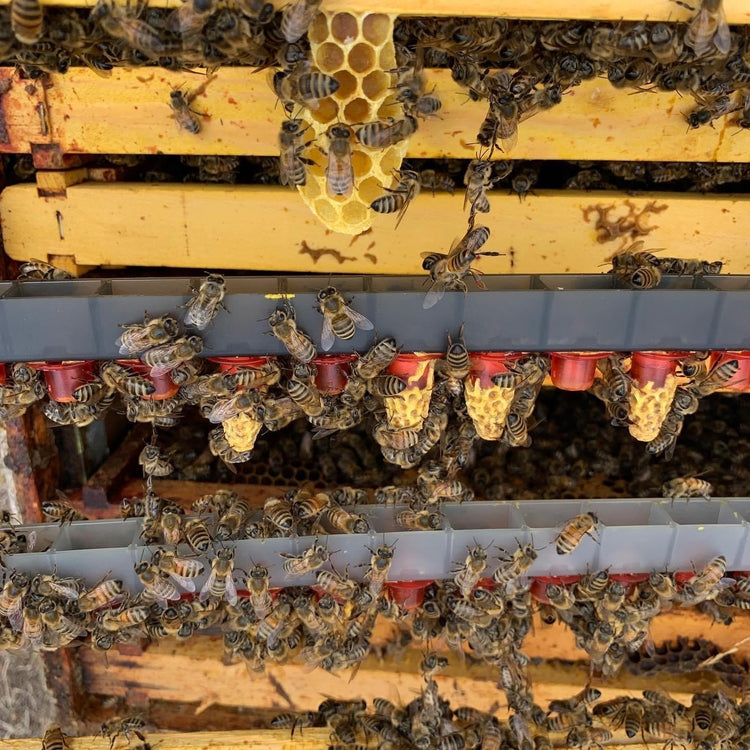 Why beeswax lip balm is the best remedy for dry or chapped lips 🐝 ...